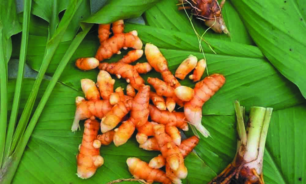 9 Tanaman Obat Prioritas dalam Fitofarmaka - Vemme Daily